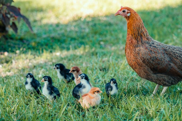 How to Raise Chickens in Texas: 10 Simple Steps