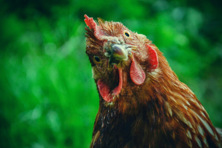 Are Backyard Chickens Dirty? | ChickenLaws.com