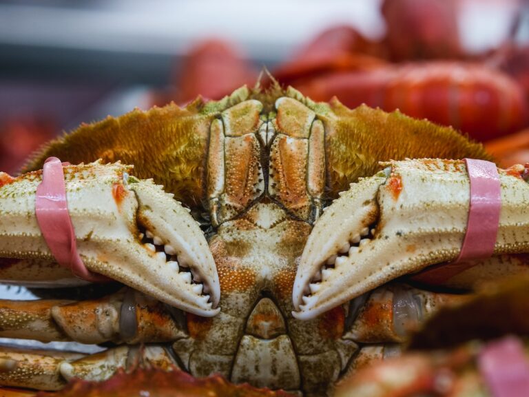 Can Chickens Eat Crab Shells? | ChickenLaws.com